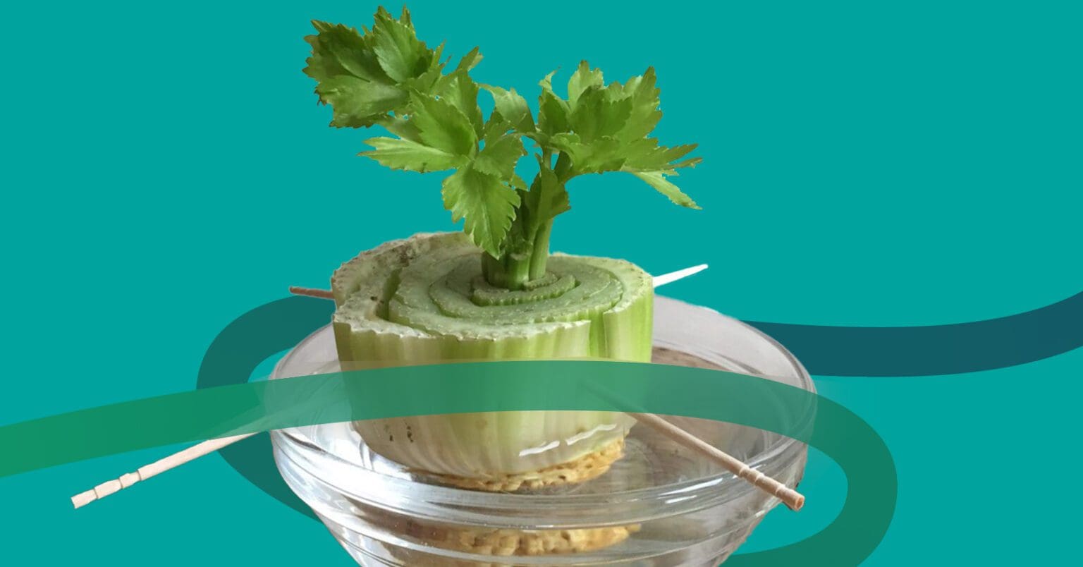 Starting From Scraps: 4 Veggies You Can Re-Grow